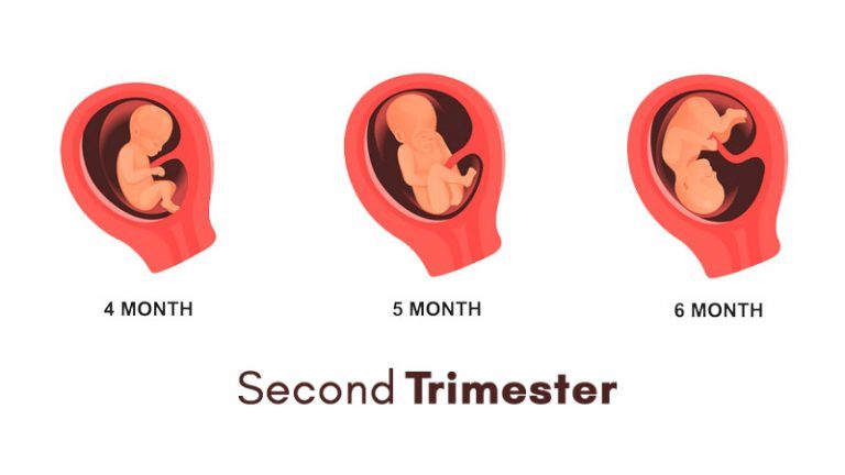 3 Pregnancy Stages Every Woman Must Know